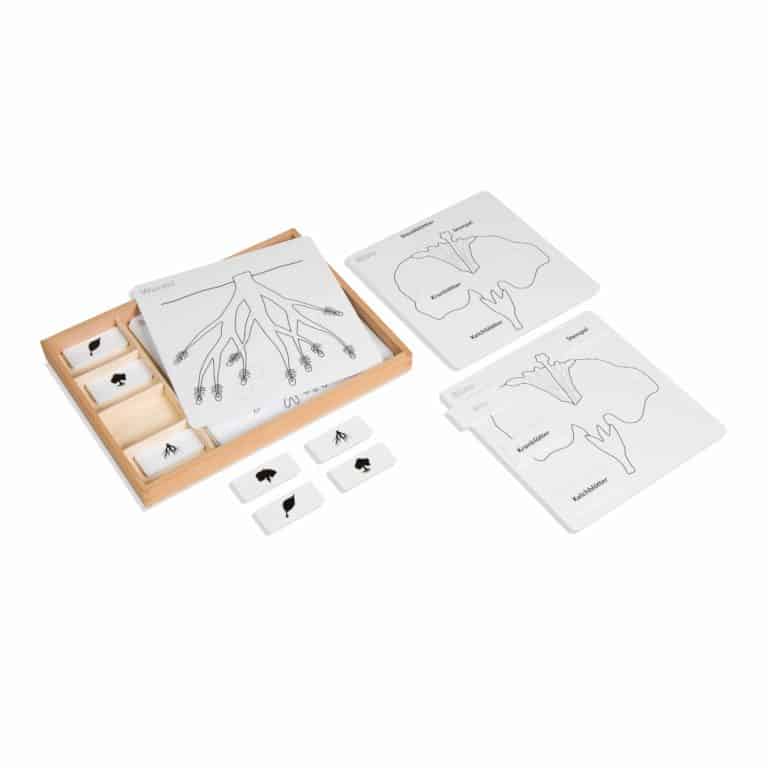 Botany puzzle activity set - Nienhuis Montessori