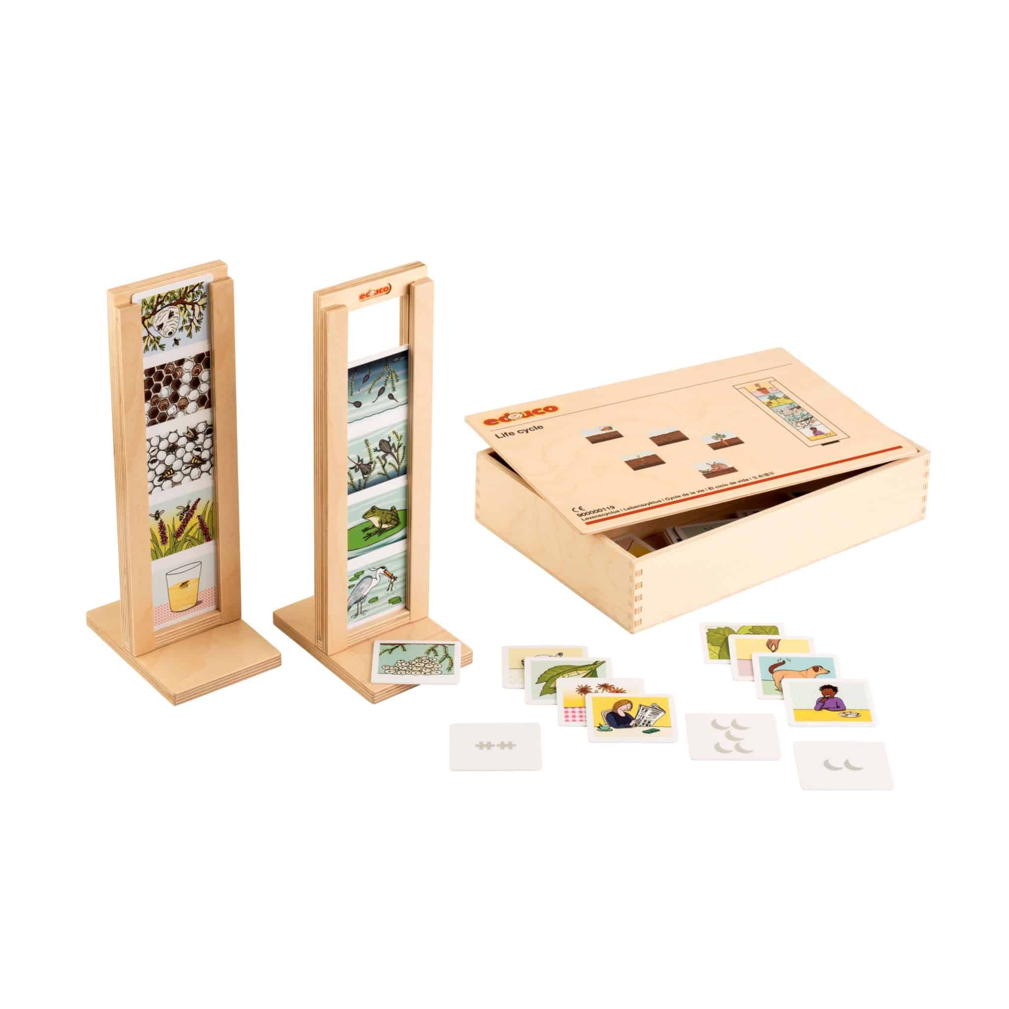Life cycles - Educo - Teia Education & Play
