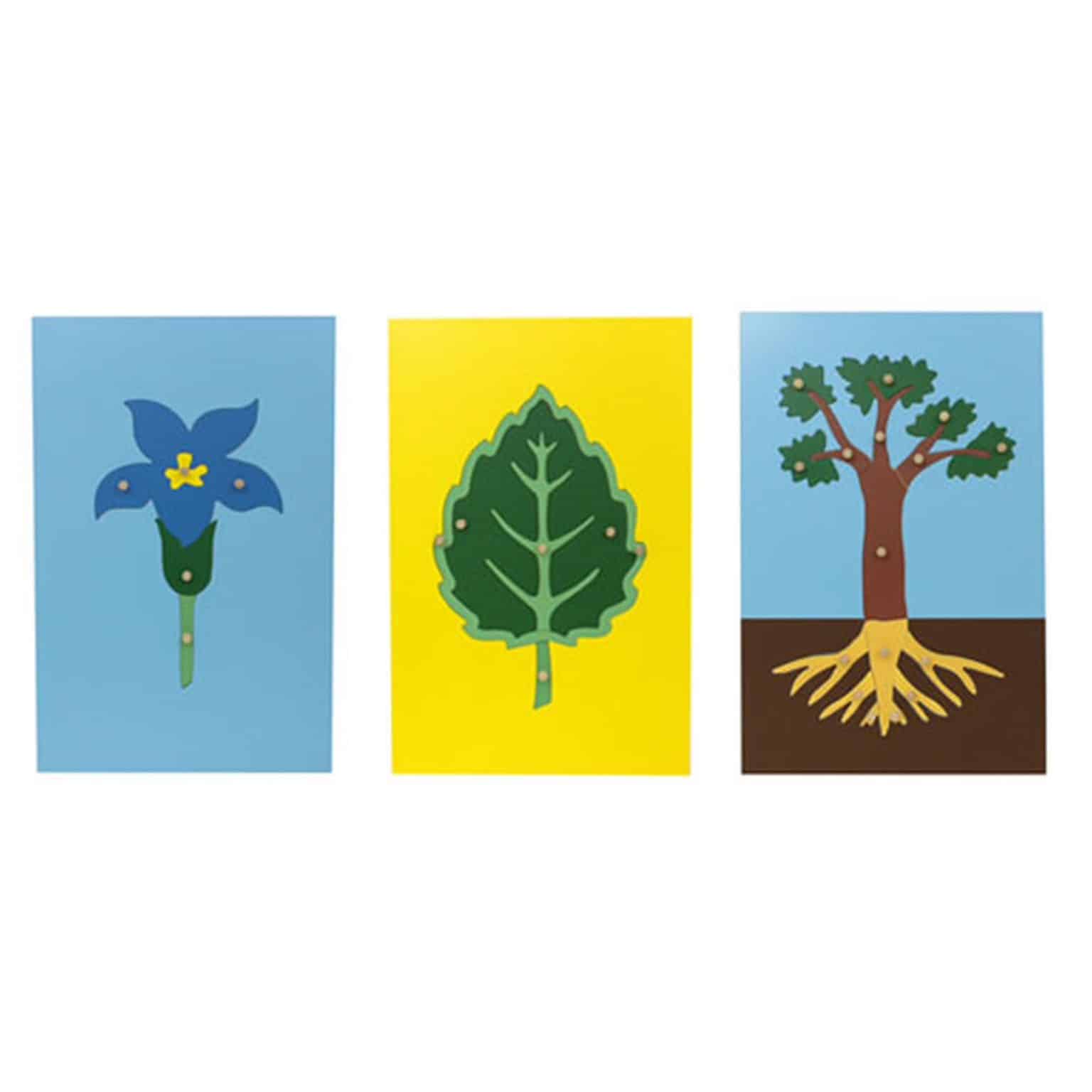 Botany leaf cabinet - Gonzagarredi Montessori