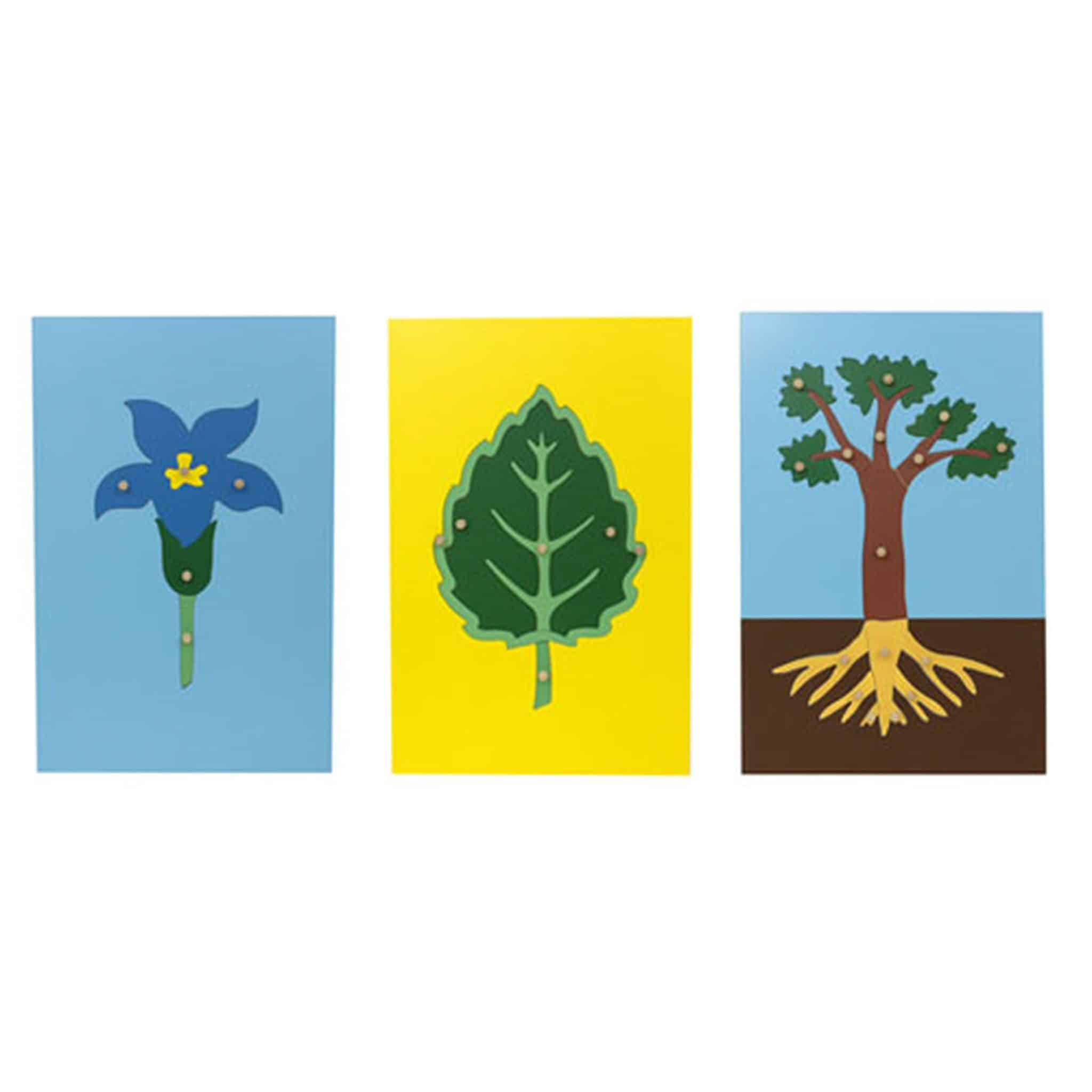 Botany leaf cabinet - Gonzagarredi Montessori