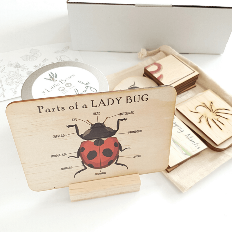 Bug activity pack - 5 Little Bears - Teia Education & Play