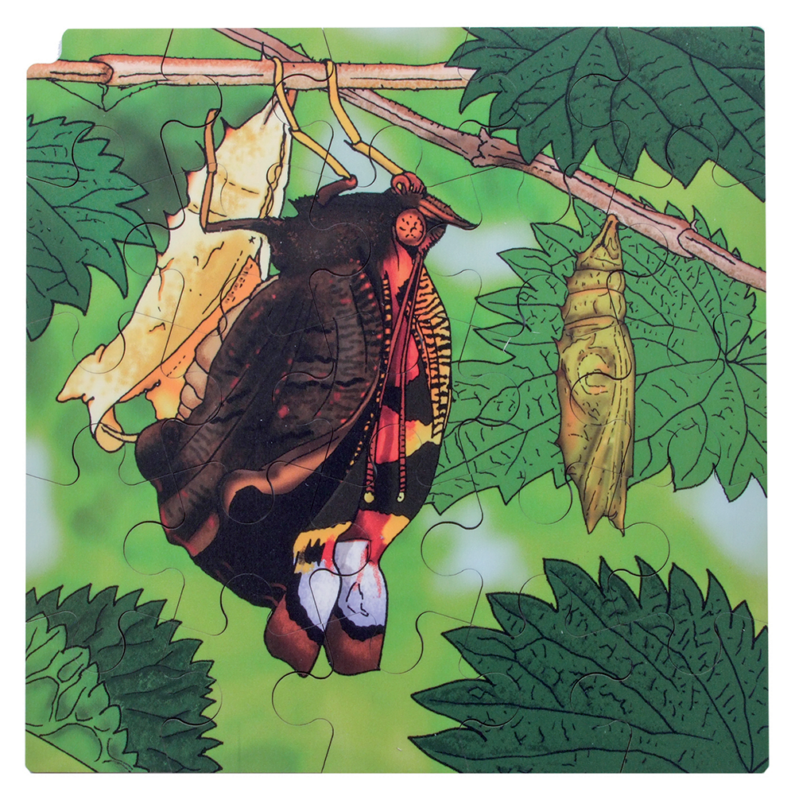 Layer puzzle life cycle of a butterfly - Rolf - Teia Education & Play