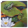 Layer puzzle life cycle of a frog - Rolf - Teia Education & Play