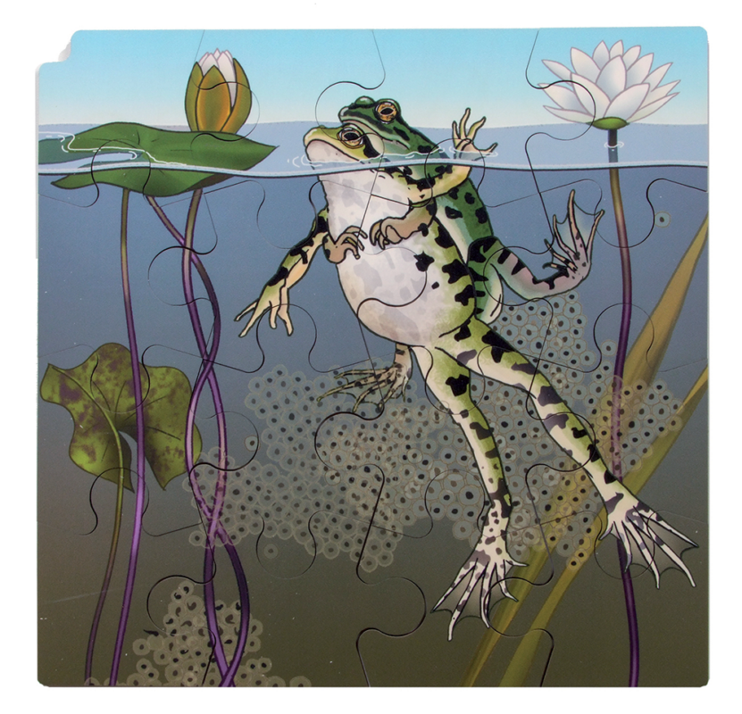 Layer puzzle life cycle of a frog - Rolf - Teia Education & Play